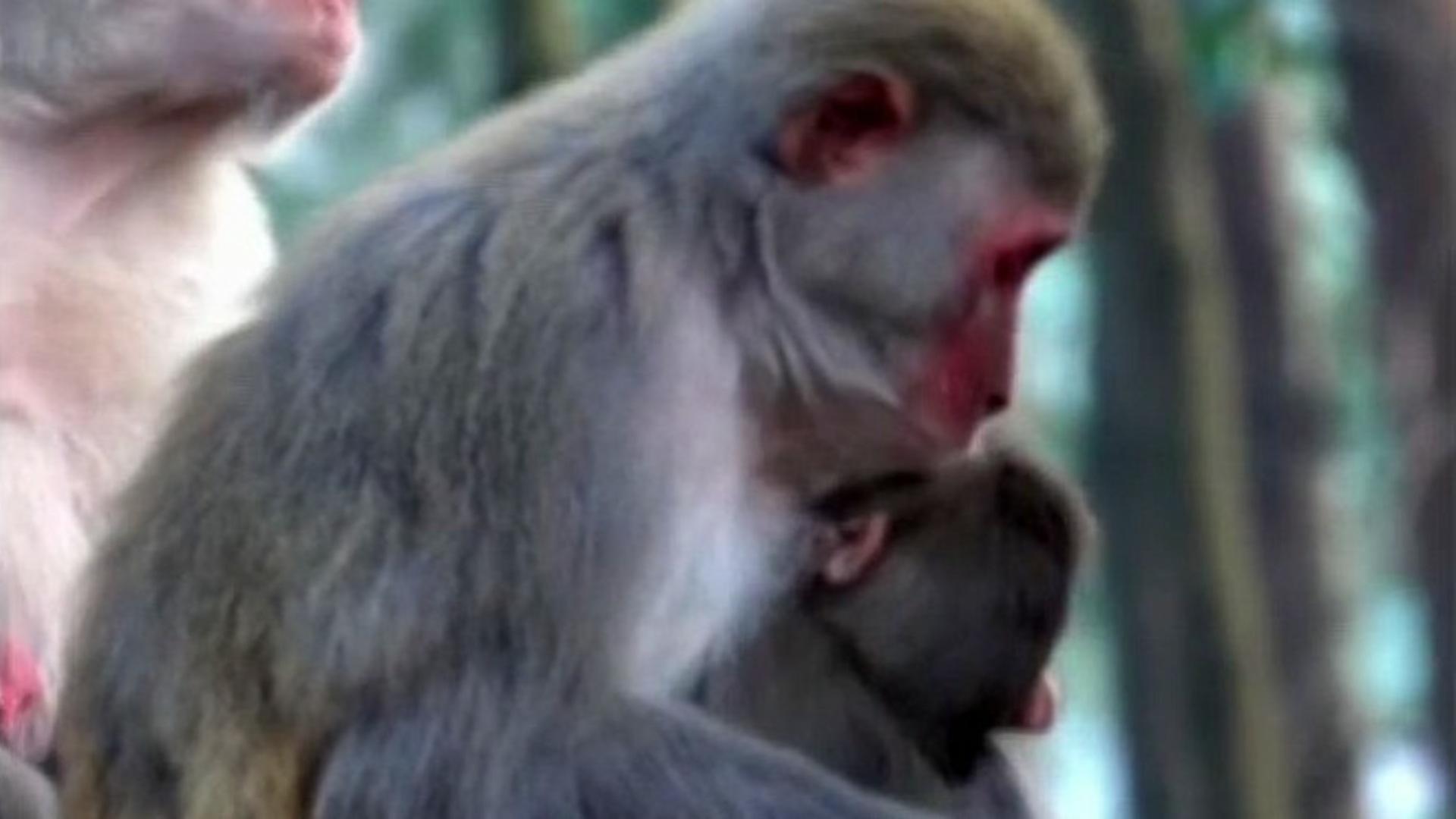 Mamá Changa Consuela a su Bebé Changuito | Viral | N+