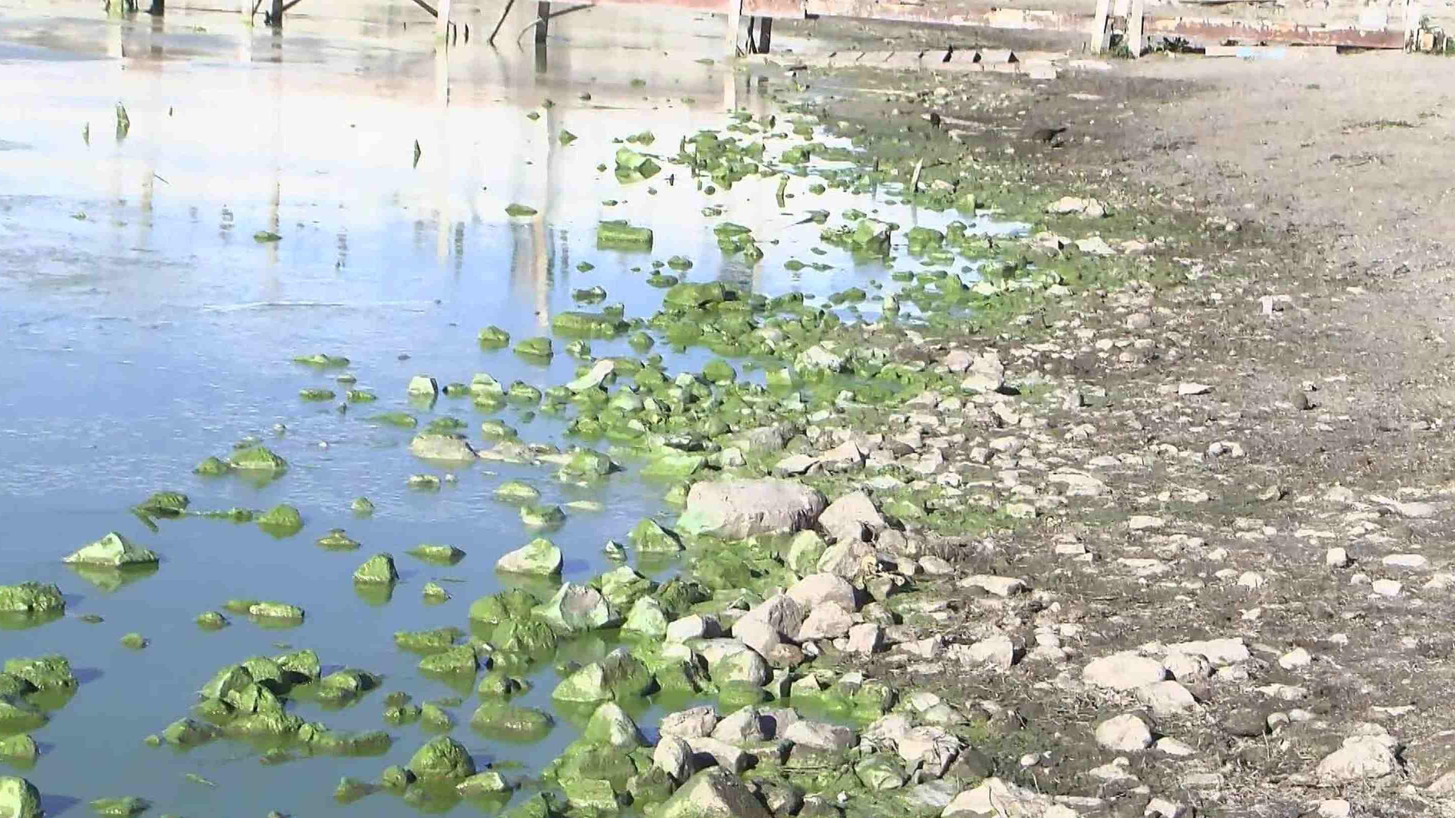 Lago de Chapala se Tiñe de Color Verde, Pero ¿Por Qué? | N+