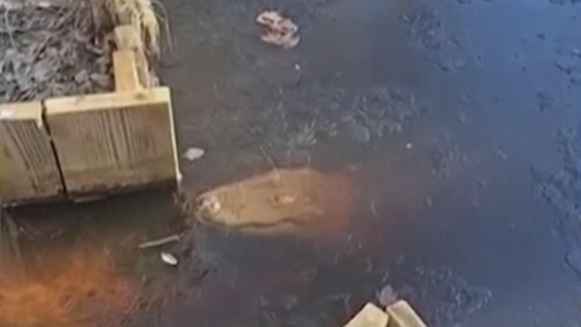 Cocodrilos Congelados en Parque de Atracciones en Carolina del Norte ...