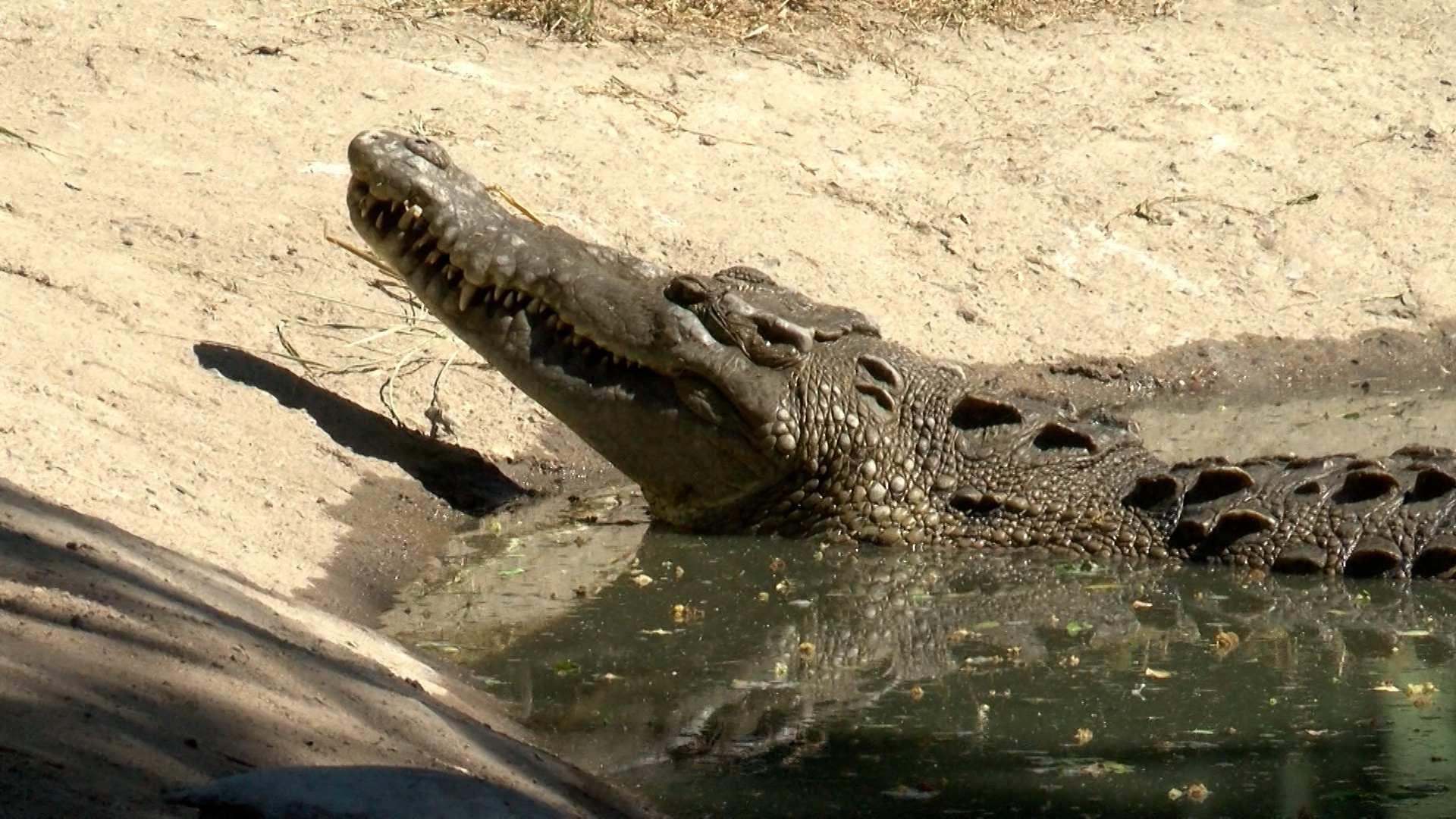 VIDEO: Captan a Cocodrilo de Casi 3 Metros Caminando en Playa de Puerto ...