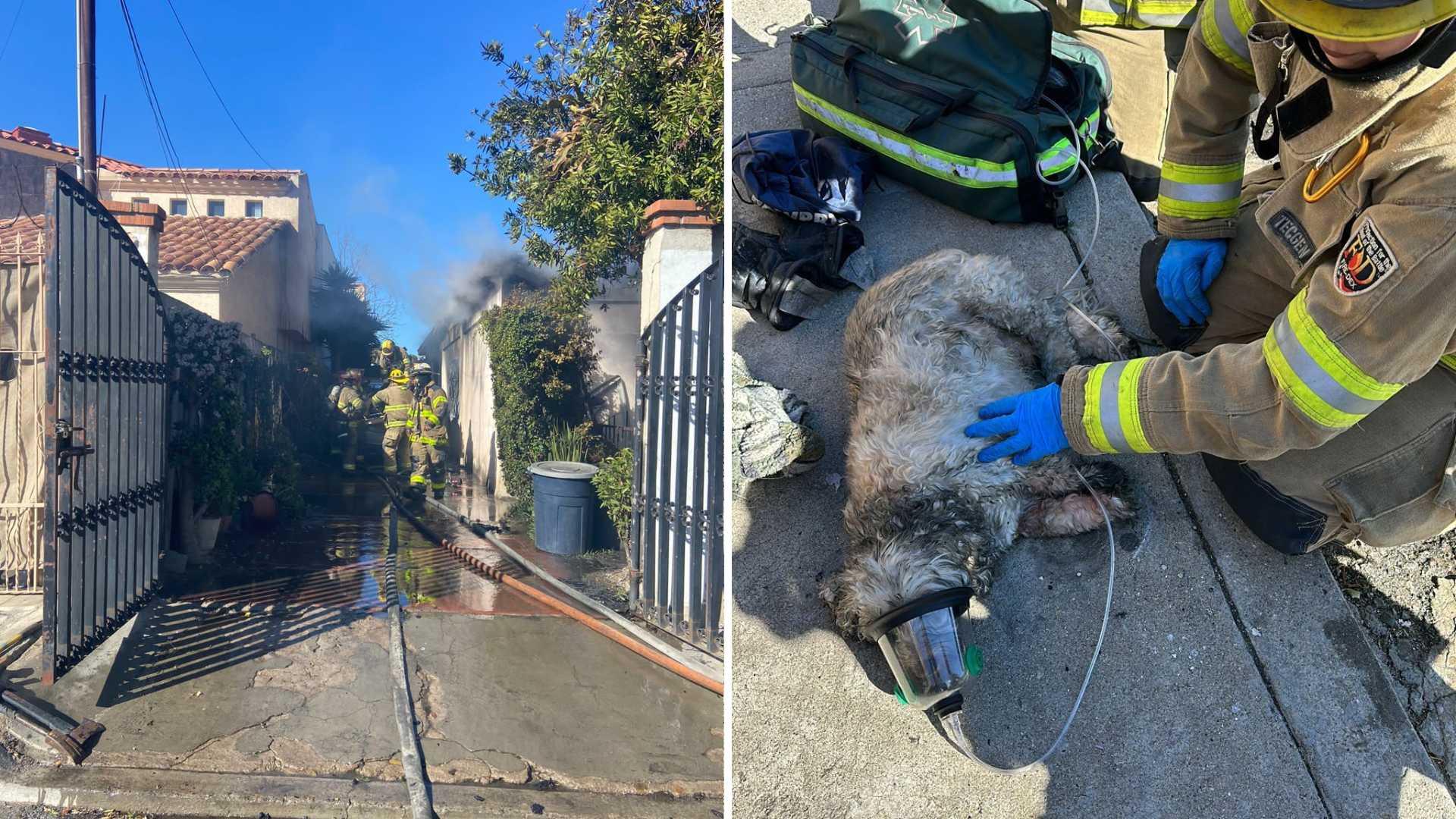 Rescatan a Hombre con Autismo y a Perrito de Incendio en Tijuana | N+