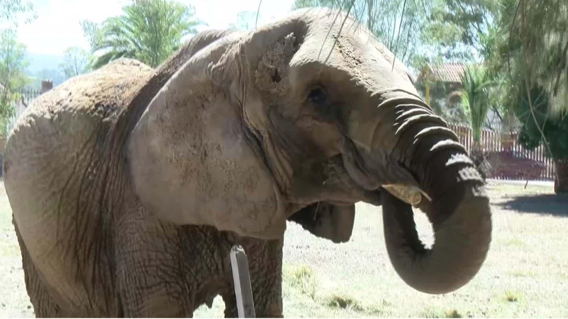 La Elefanta "Annie" ya Estaba en Proceso de ser Donada Hace Más de 1 ...