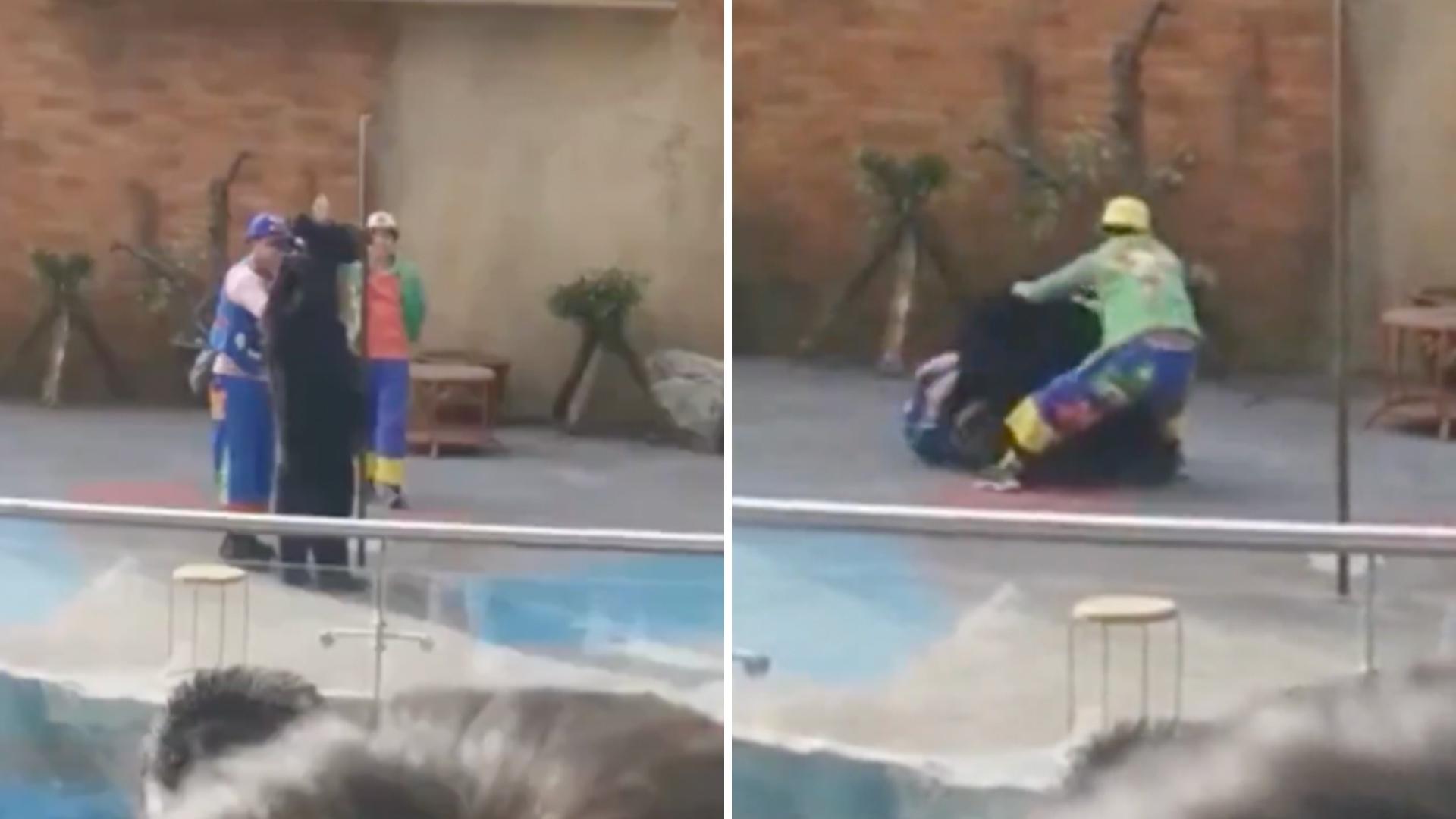 Eso no Era Parte del Show; Oso Negro Ataca a Artista de Circo | N+
