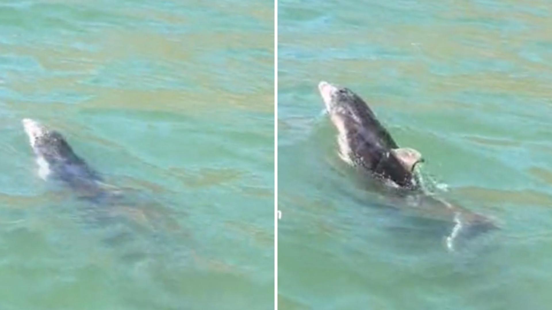 Captan a Delfín Recién Nacido en el Puerto de Topolobampo en Sinaloa | N+