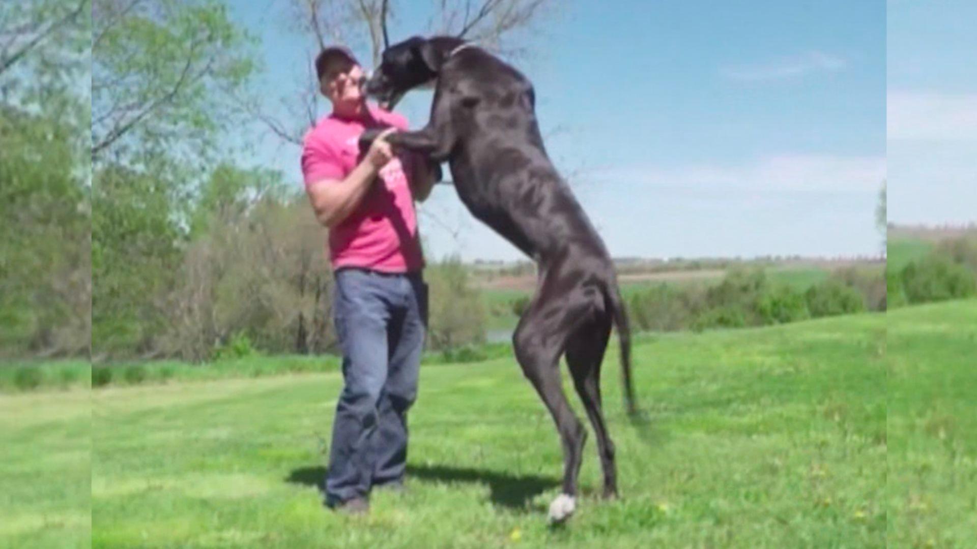 Muere el Perro Más Alto del Mundo | N+