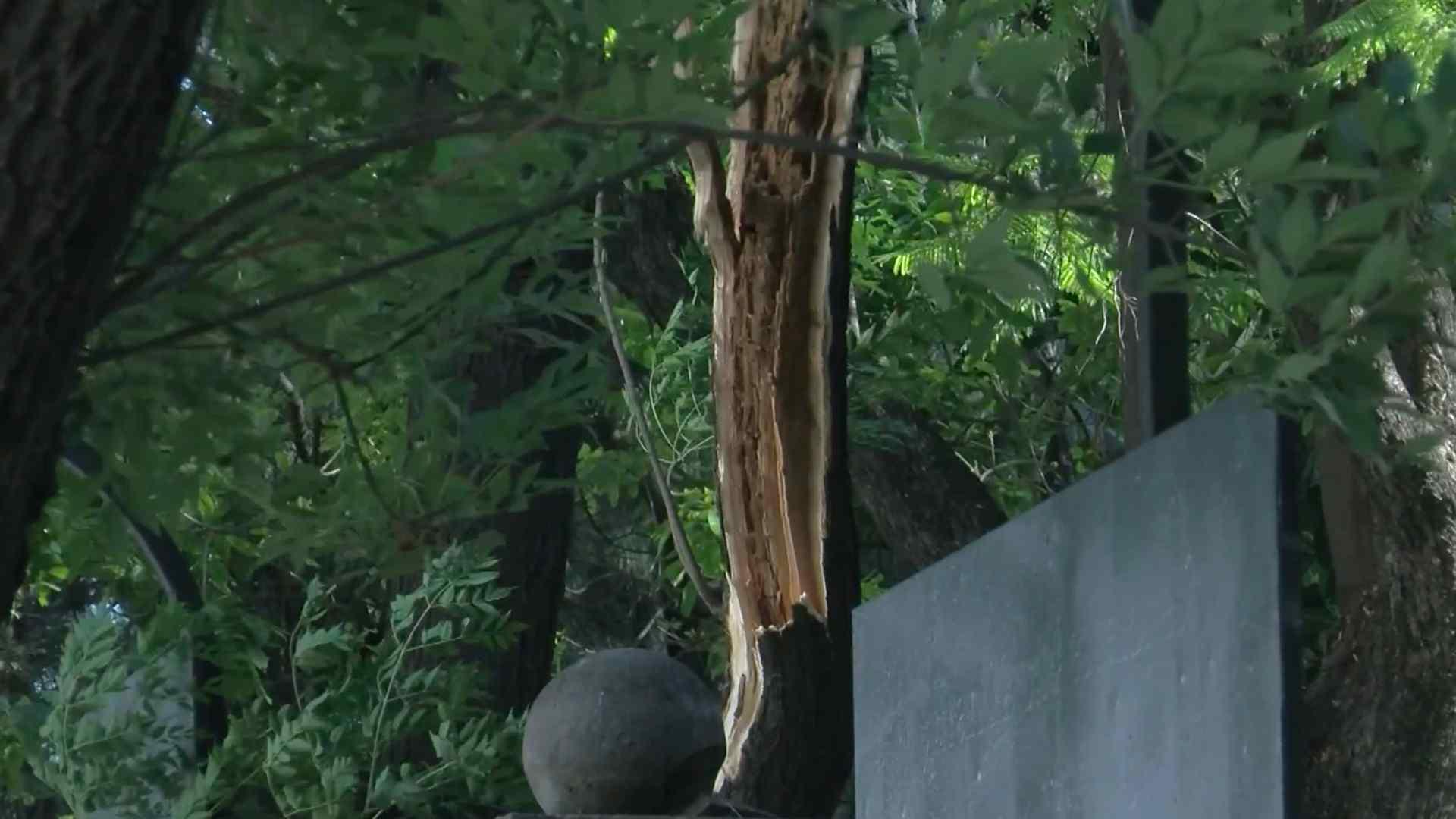 Realizan Recorridos para Identificar Árboles Enfermos en Querétaro para ...