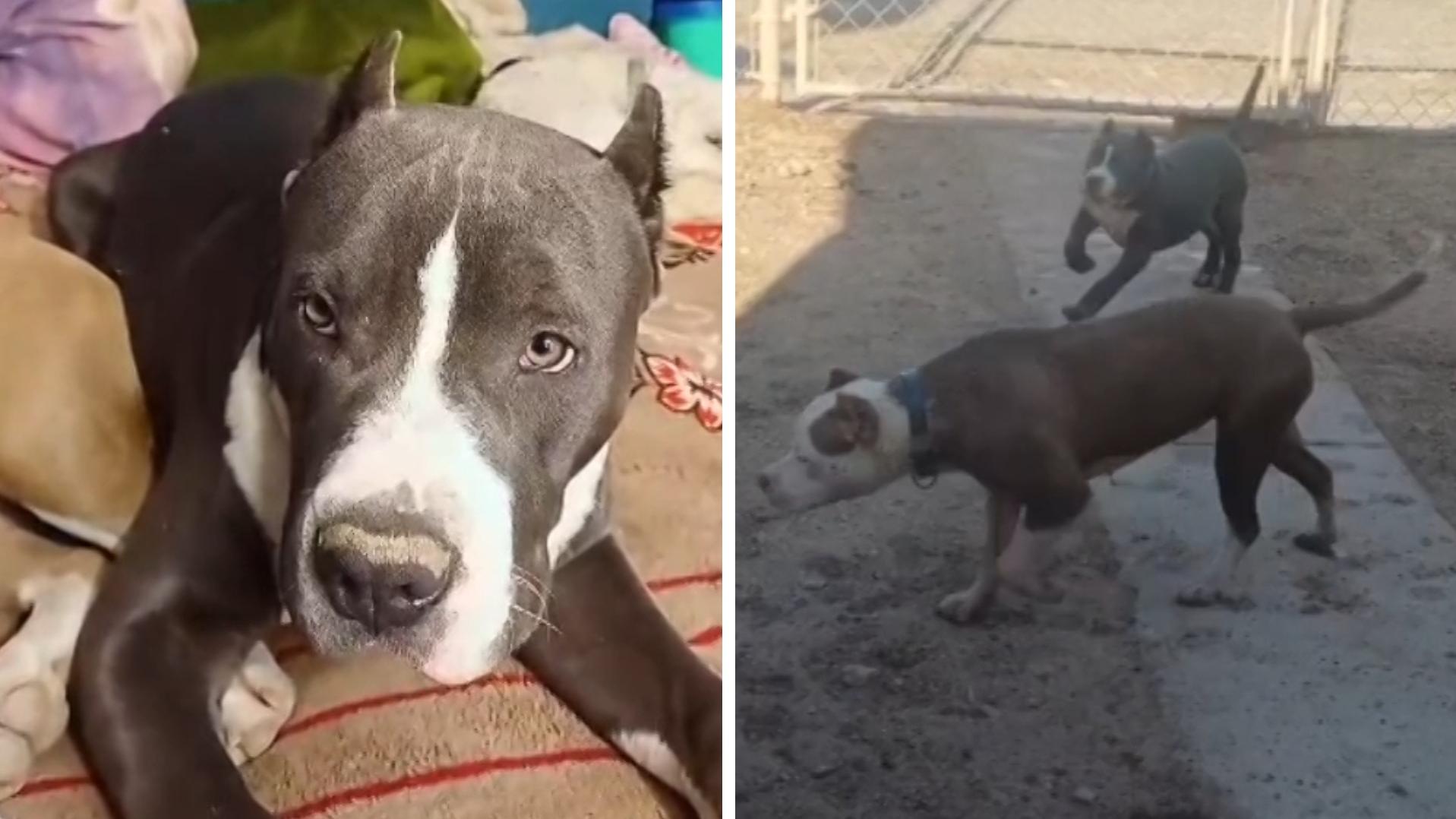 Dueño de Pitbull Terry en Mexicali Pide Justicia tras Presunto Ataque a ...