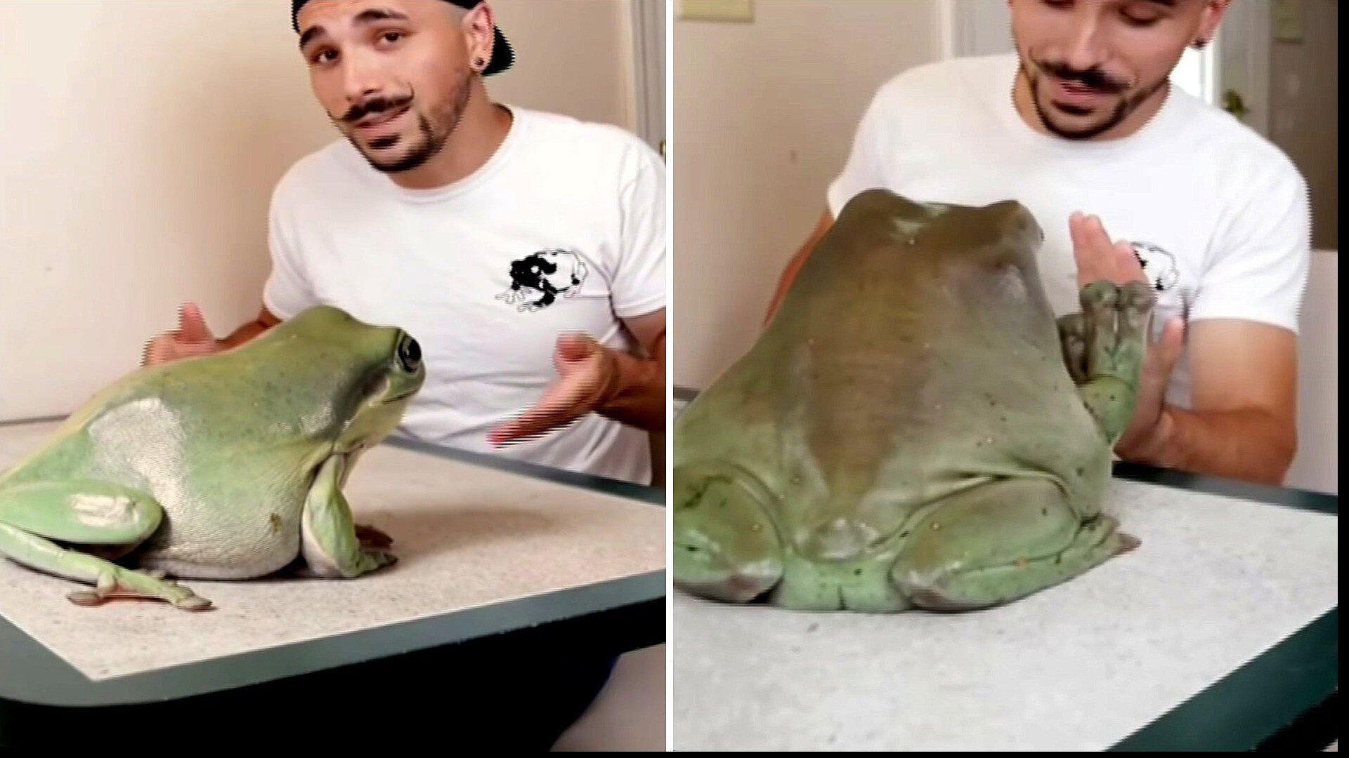 Rana Gigante se Hace Viral en Redes Sociales | Lomitos Suaves ...