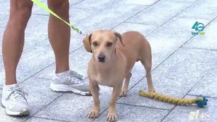 Huellitas | ¿Los Perros Tienen Sentido del Gusto? | N+