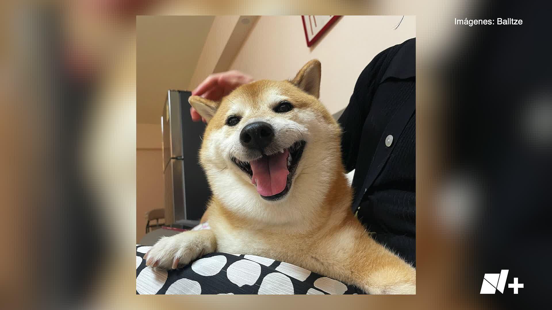 Murió Balltze Mejor Conocida como Cheems! en Redes Sociales | N+ | N+