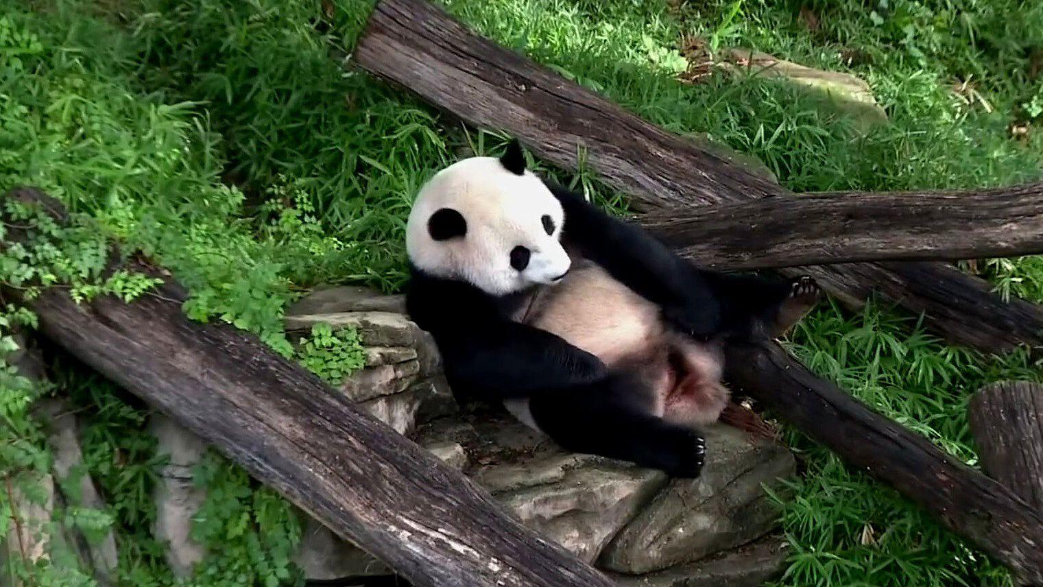Panda Gigante Celebra 3 Años en Zoológico de Washington | Estados ...