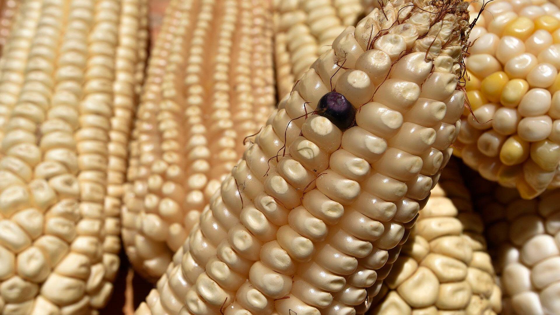 Cómo Nos Afectará el Conflicto con Estados Unidos por el Maíz Transgénico | Es La Hora De Opinar ...
