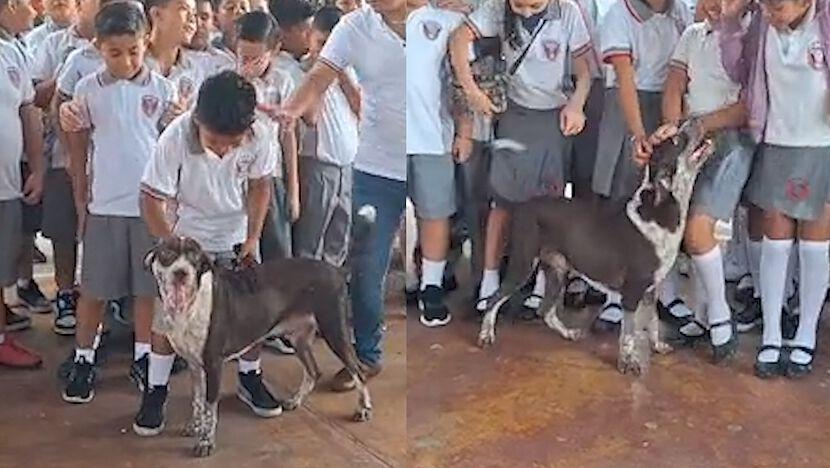 Así Recibió este Perrito que Vive en Escuela a los Niños por el Regreso ...