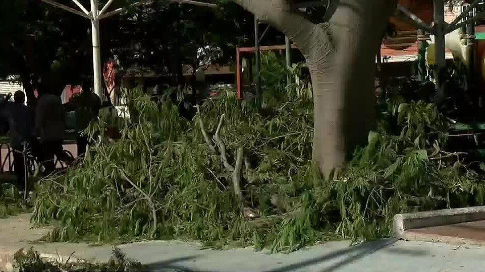 Podan Árboles en Exceso en un Parque | N+