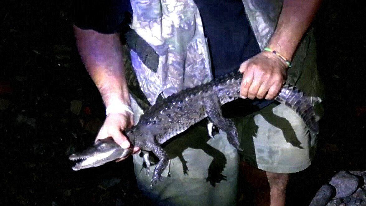 Así Capturaron a un Cocodrilo en Colima | Fauna Silvestre | N+