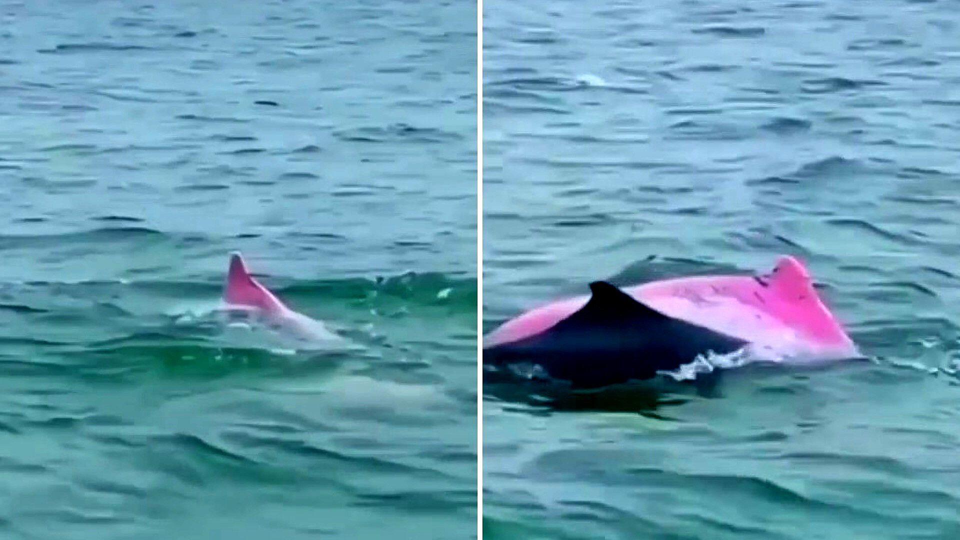 Captan a Delfín Rosa en el Río Amazonas | Brasil | El Amazonas | N+