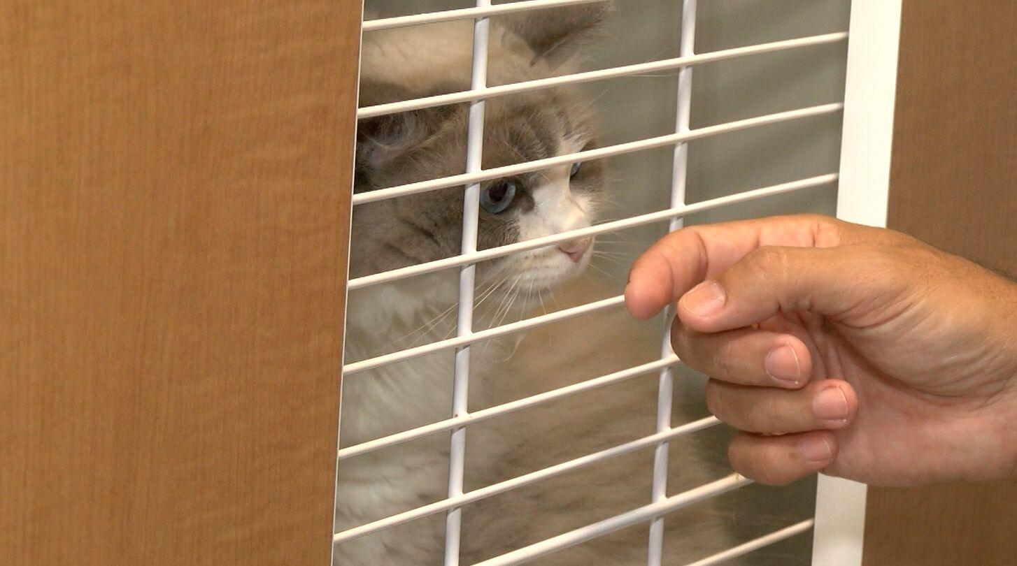 San Diego se Encamina a ser la Ciudad con Más Pulgas de Estados Unidos | N+