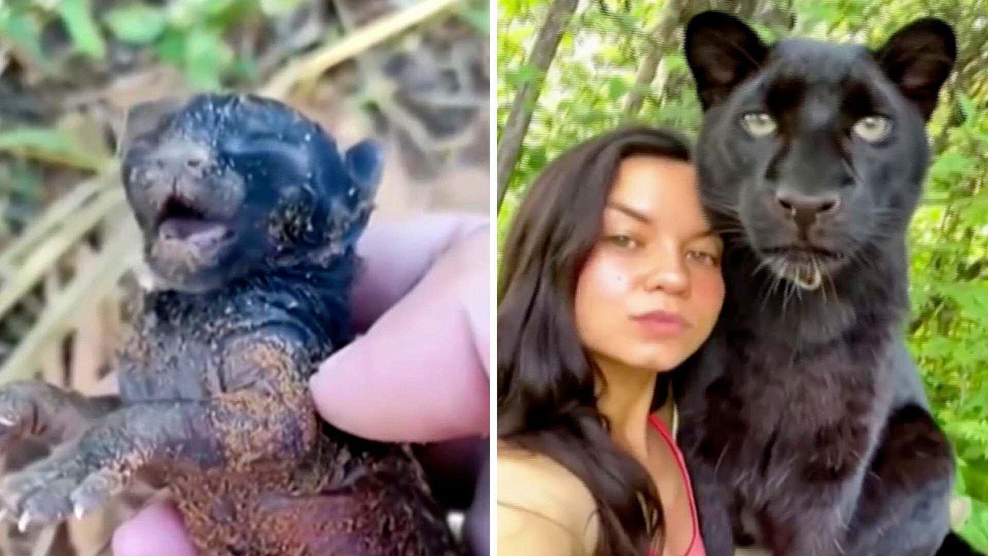 Rescata Cría de Pantera y Ahora Junto con su Perro Es su Mejor Amiga | N+