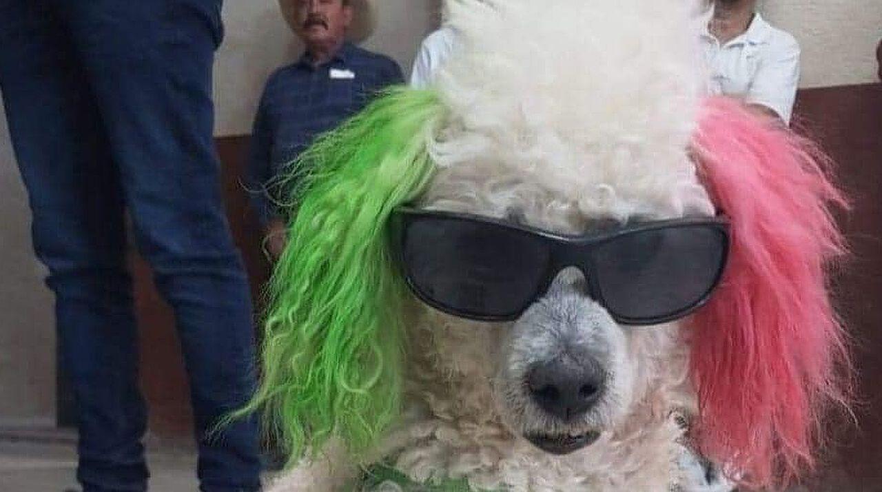 ¡Y la que Retiemble! Perro se Hace Viral con Peinado Patrio Mexicano | N+