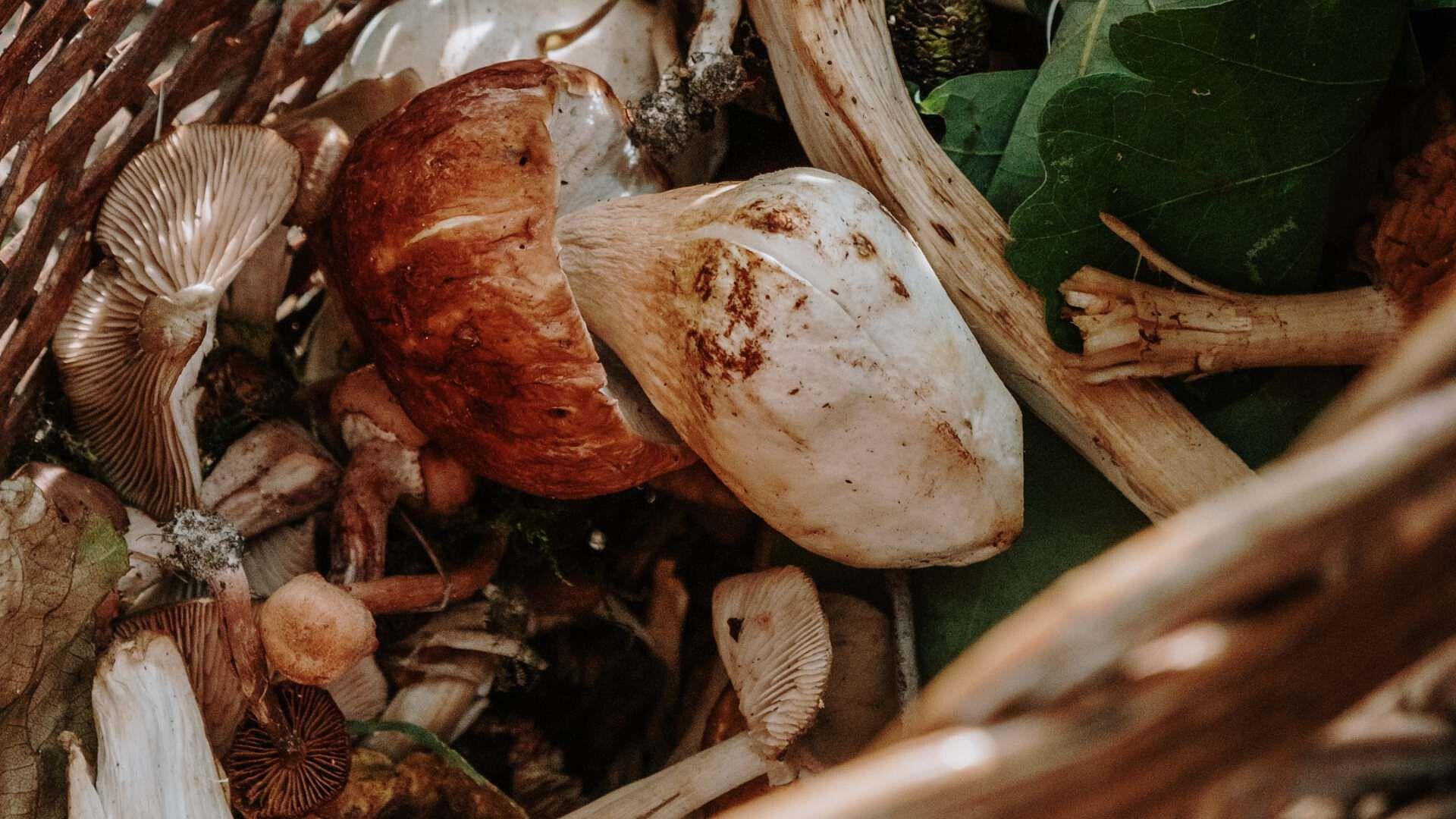 ¿Cómo Identificar los Hongos Comestibles? | Gatronomía | Recetas De ...