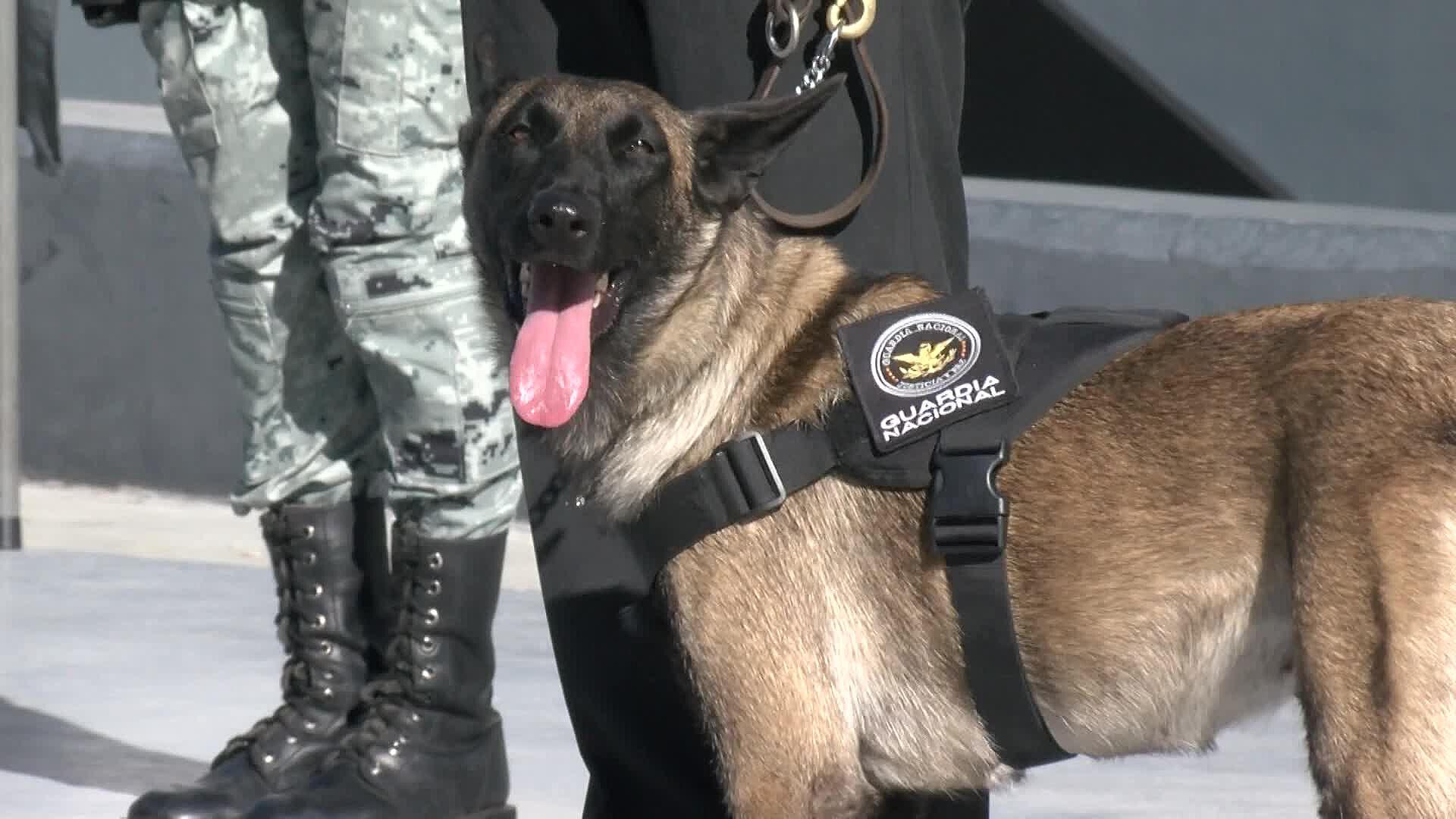 Conoce a Kraken y Kira los Perros de la Guardia Nacional Delegación ...