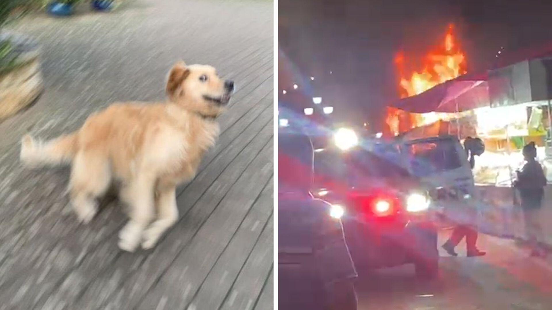 Perro Ocasiona Incendio en Puesto de Comida en Ocotlán; Hay 2 Heridos | N+