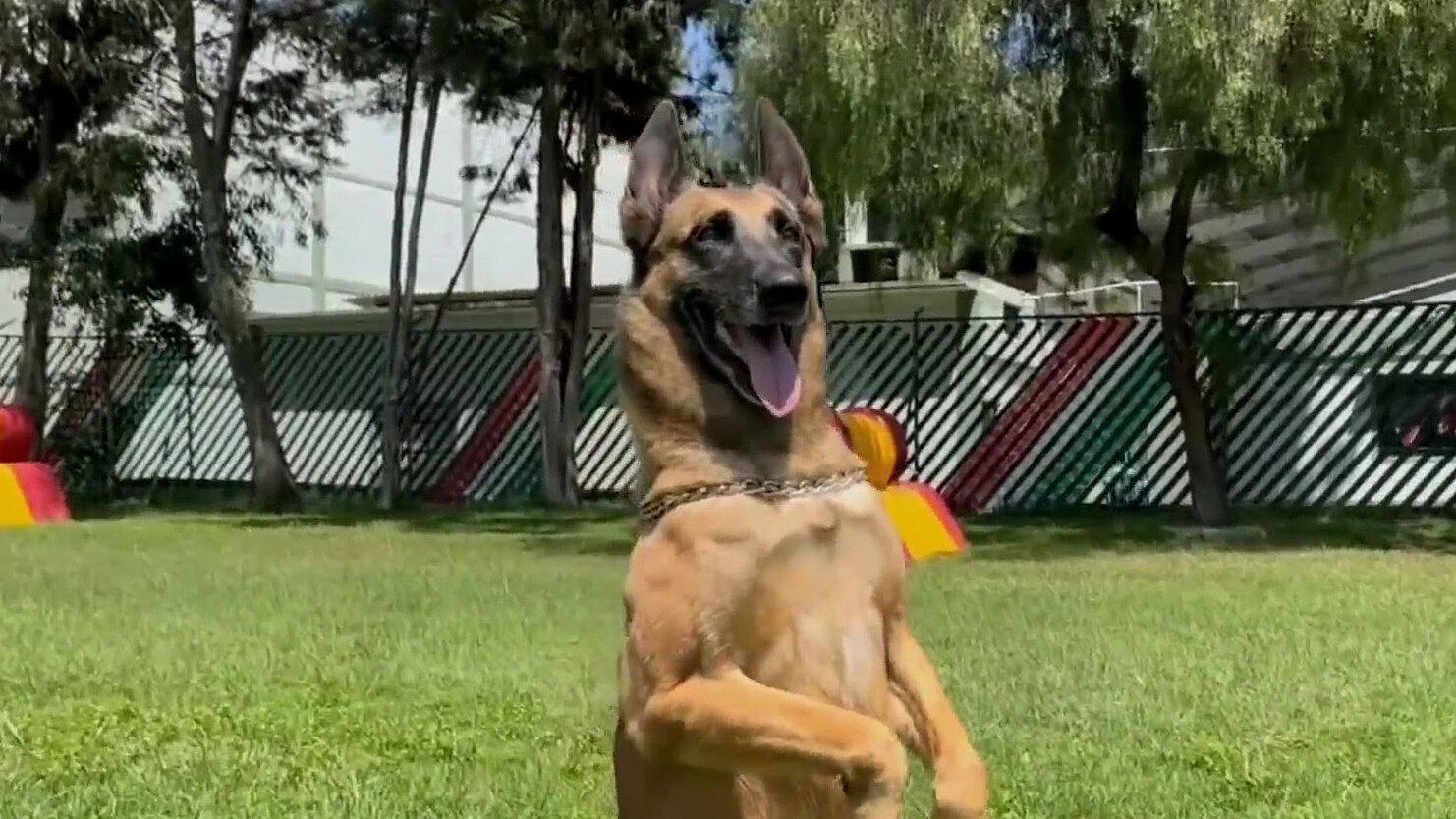‘rola Binomio Canino De La Guardia Nacional En El Estado De México N