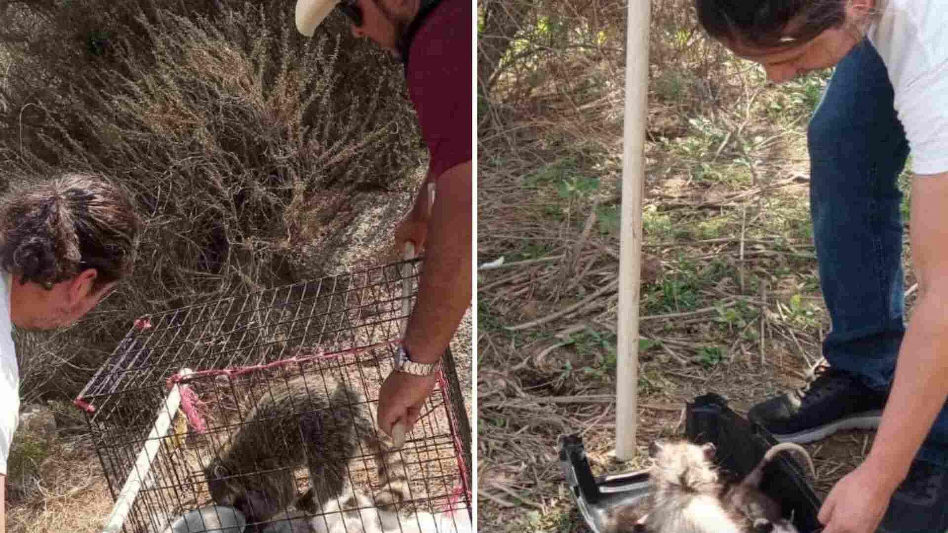 Liberan a 11 Tlacuaches y Un Mapache en Hábitat Natural de Tijuana | N+