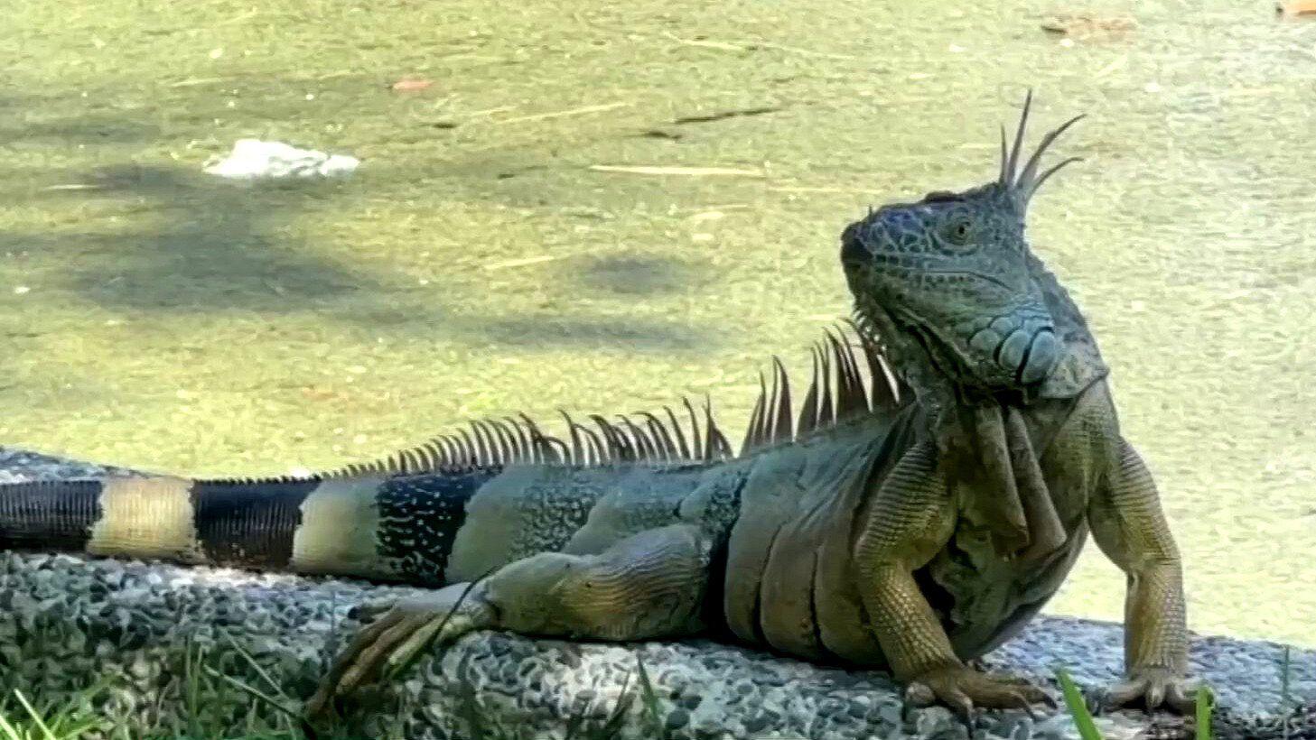 Parque Papagayo de Acapulco se Convierte en Iguanario Natural ...