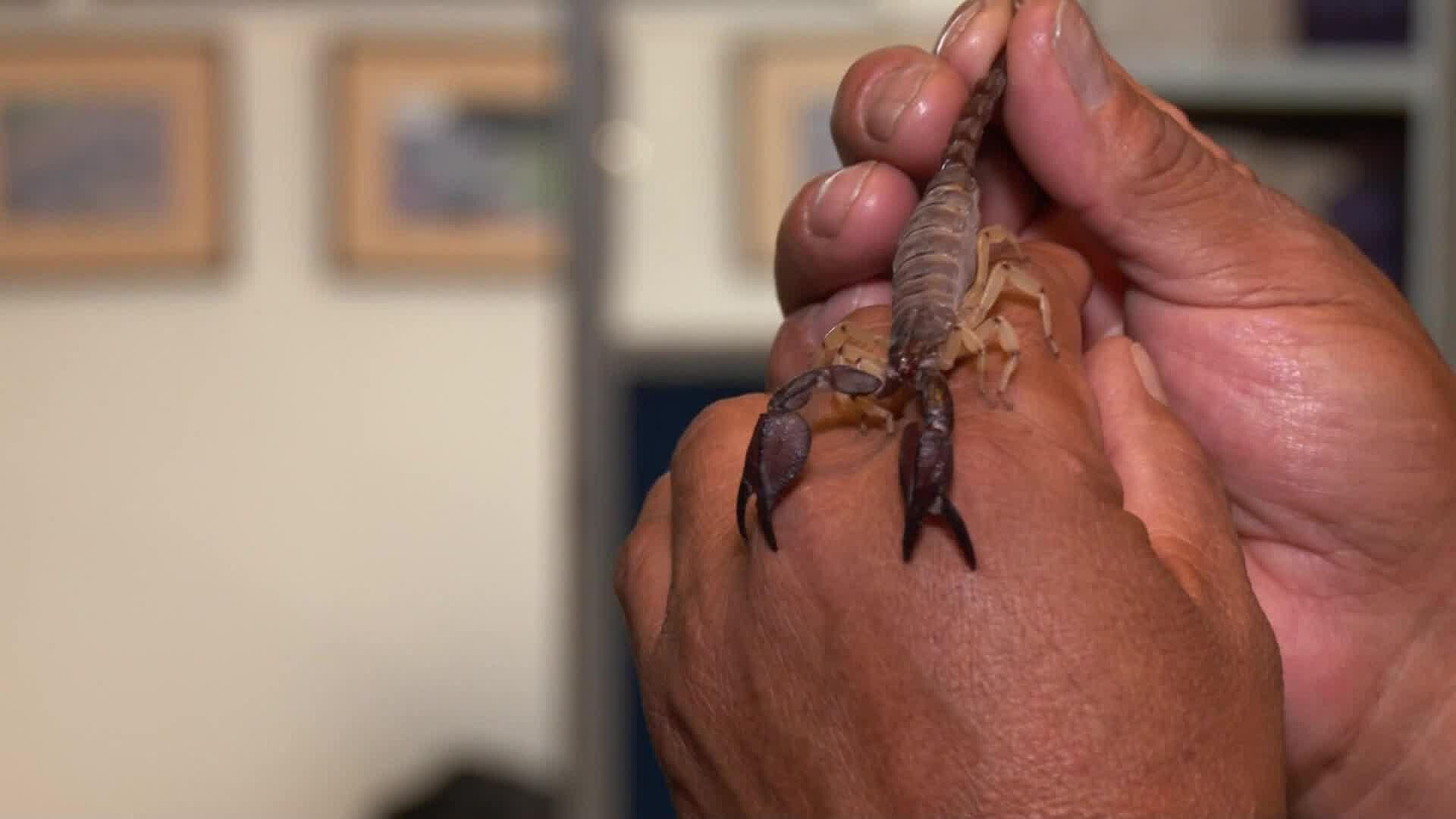 Van 34 Mil Picaduras de Alacrán en Jalisco en el 2023 | N+