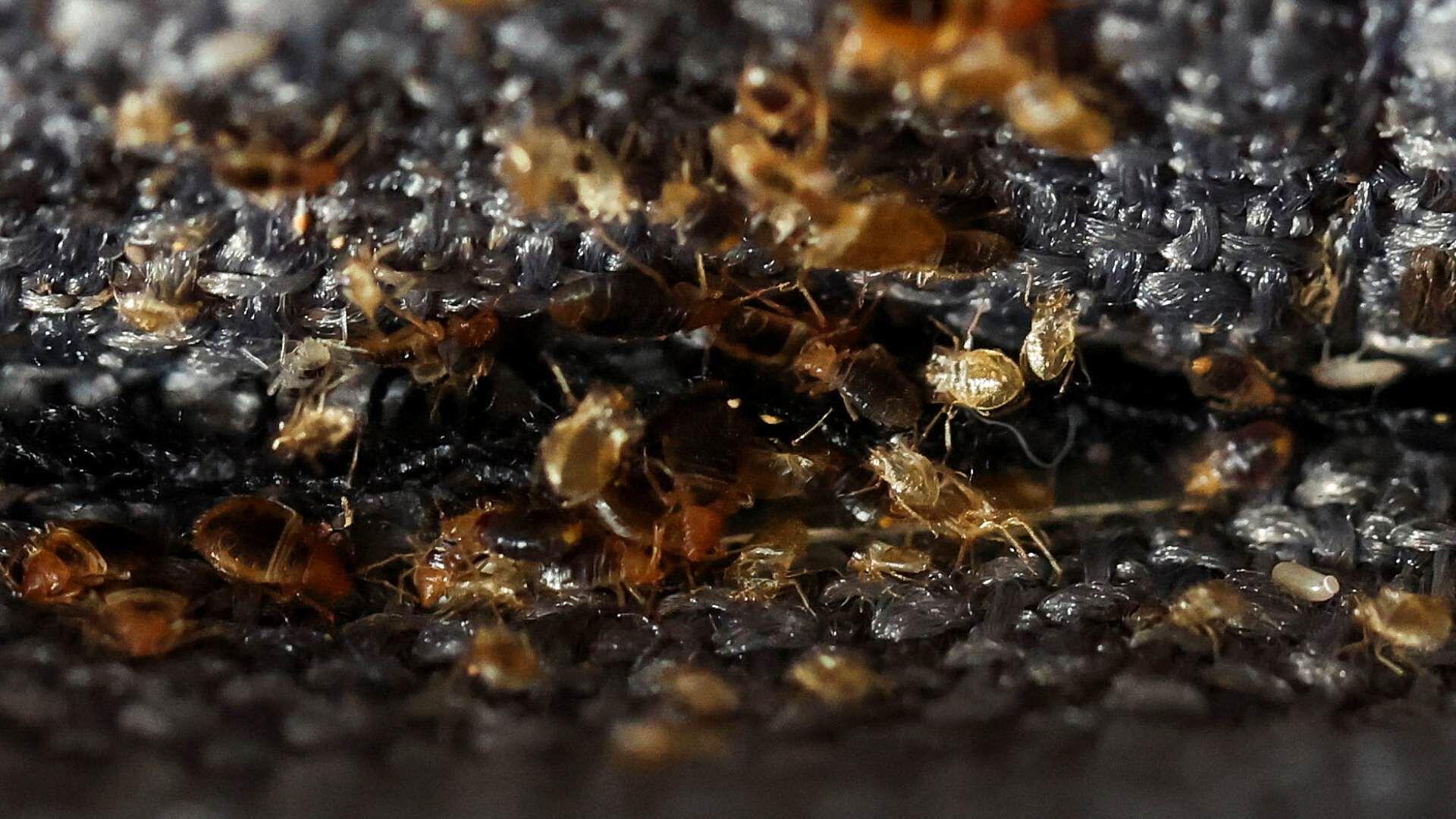 ¿Cómo Evitar las Chinches y Cuáles son las Medidas para que No Entren a ...