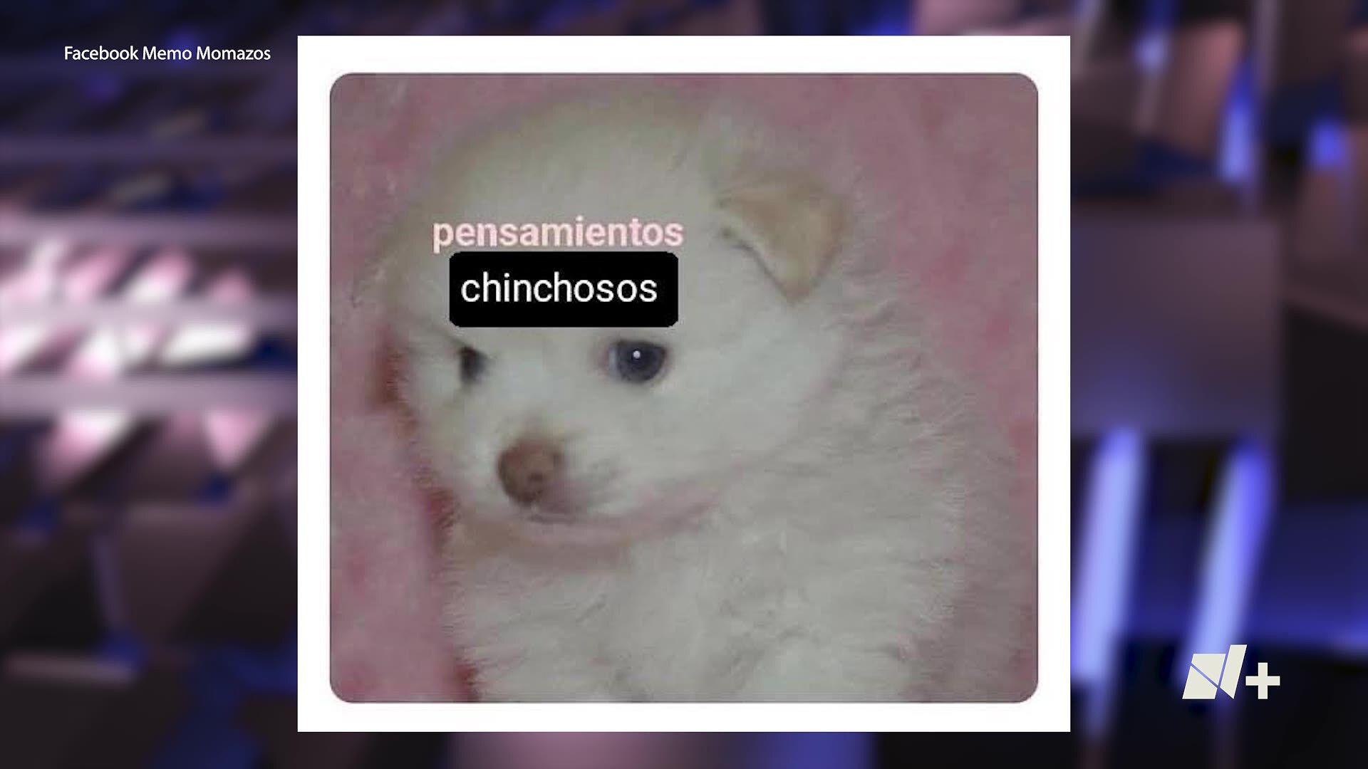 Memes de Chinches Infestan las Redes Sociales; Aquí los Mejores | N+