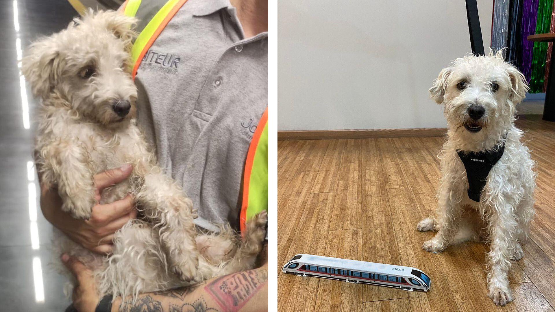 Perrito Perdido en la Línea 3 del Tren Regresa Con Su Familia | N+