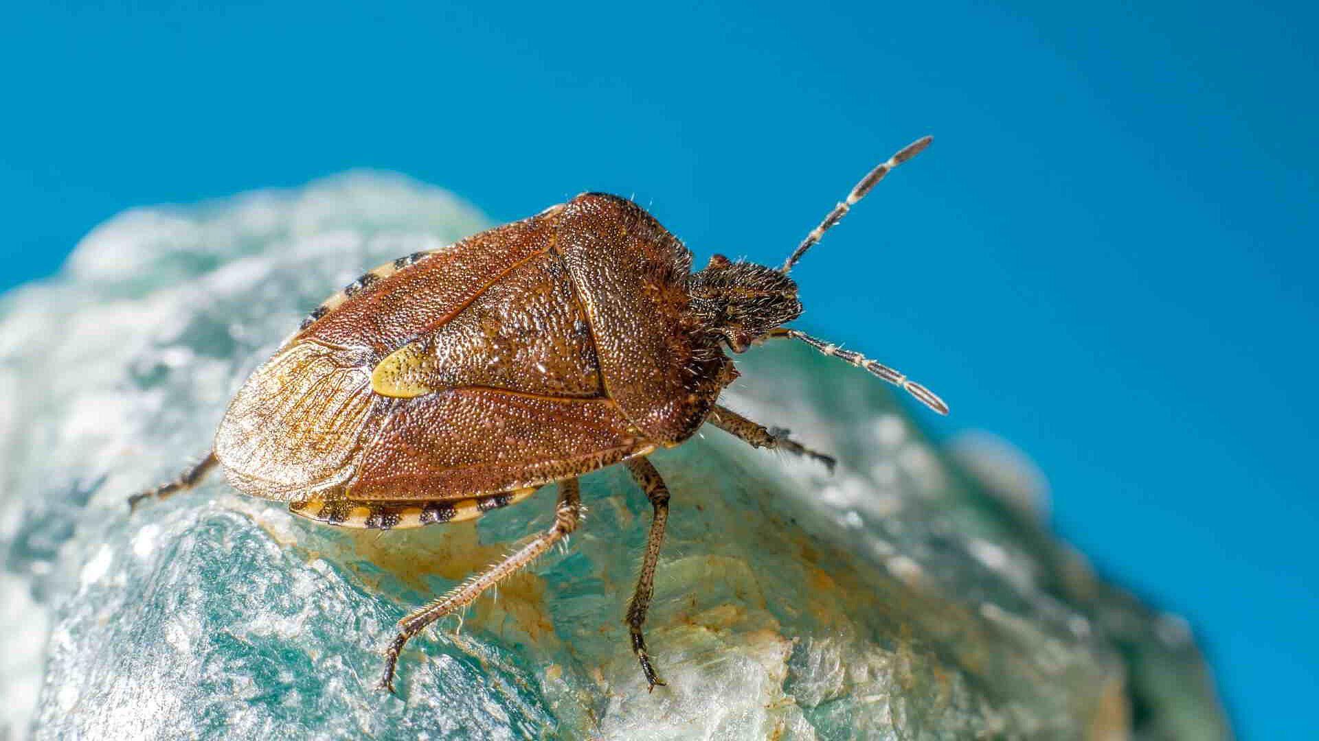 Dónde se Encuentran las Chinches y sus Diferentes Tipos: Explicación ...