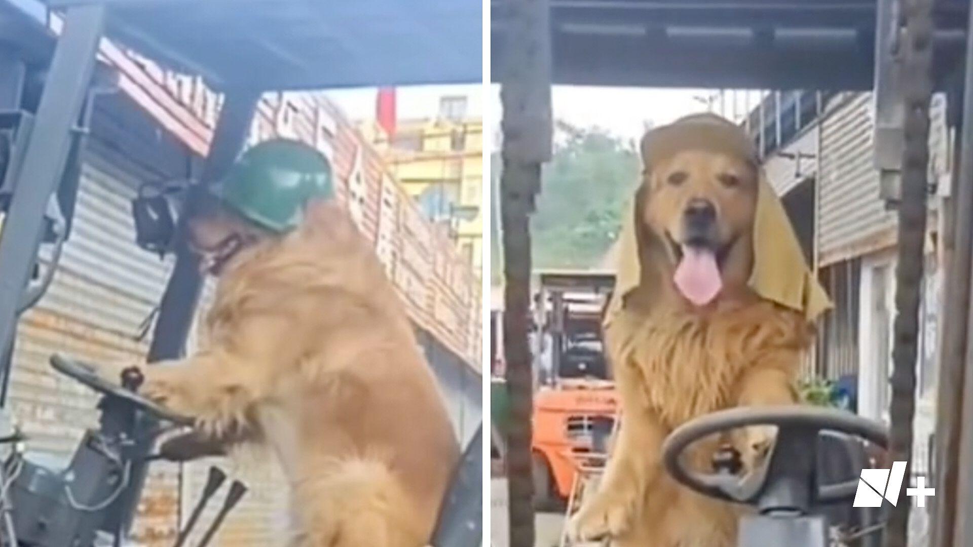 Perrito Se Vuelve Viral al Manejar un Montacargas en el Trabajo | N+