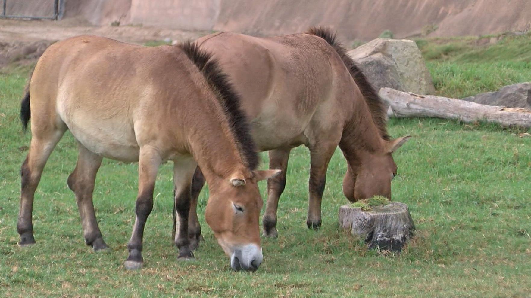 Kurt, el Primer Caballo Clonado del Mundo es Preservado en San Diego | N+