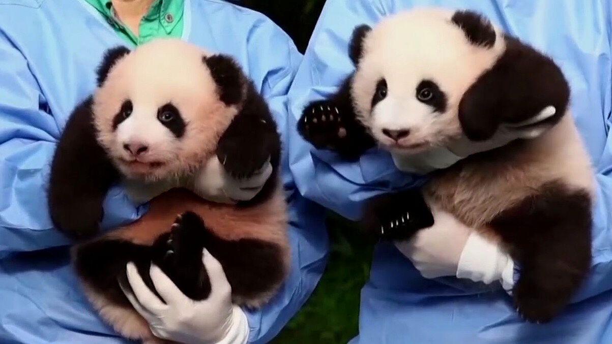 Bebés Pandas Gemelos Rui Bao y Hui Bao en Corea del Sur | N+