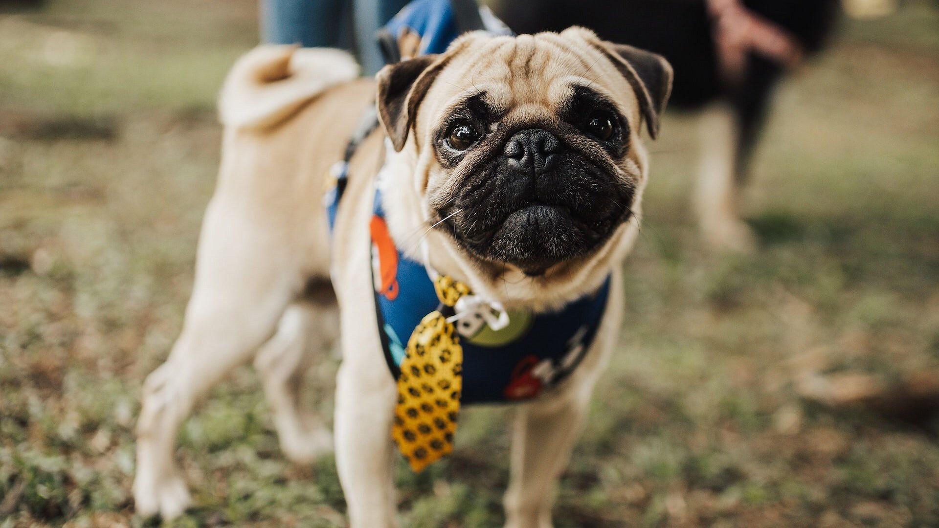 Día del Pug: Fiesta disfrazada en el Monumento a la Revolución CDMX | N+