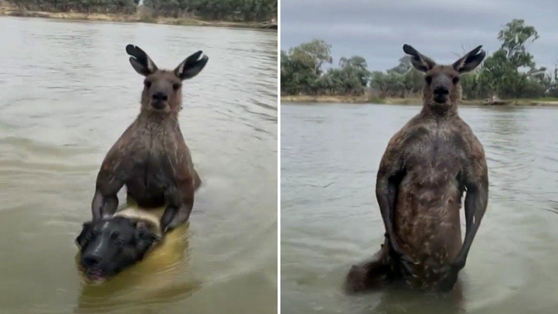 Hombre se Enfrenta a Canguro para Salvar a su Perro | Lomitos | Rescate ...