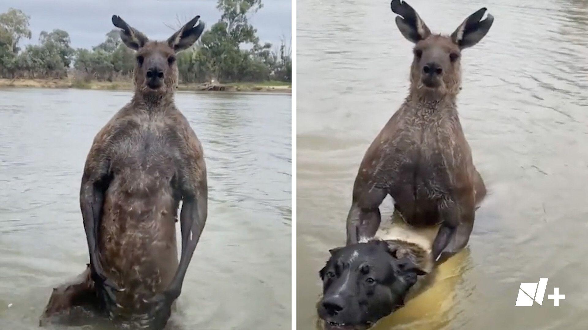 Hombre Pelea con un Canguro para Salvar a su Perro | N+