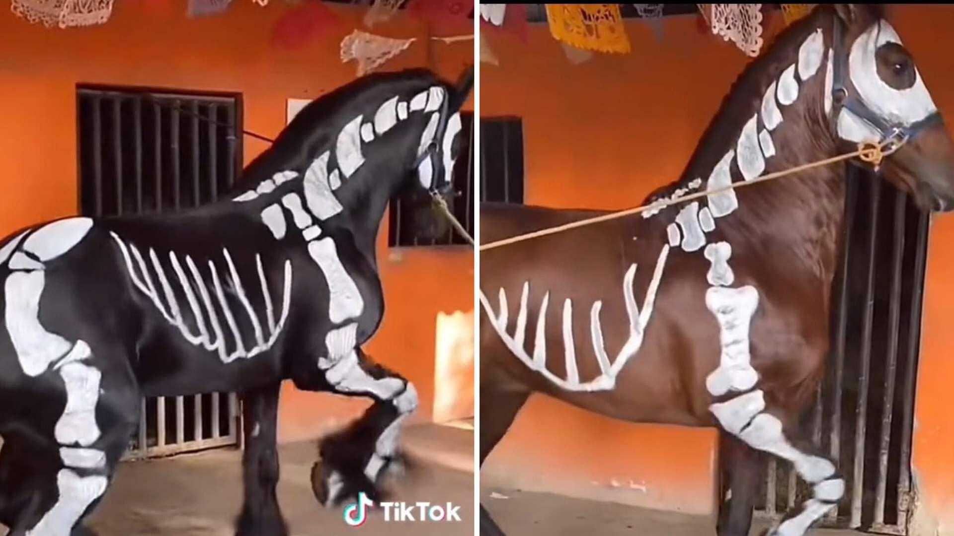 Pintan a Caballos de Calavera por el Día de Muertos y Se Hacen Virales | N+