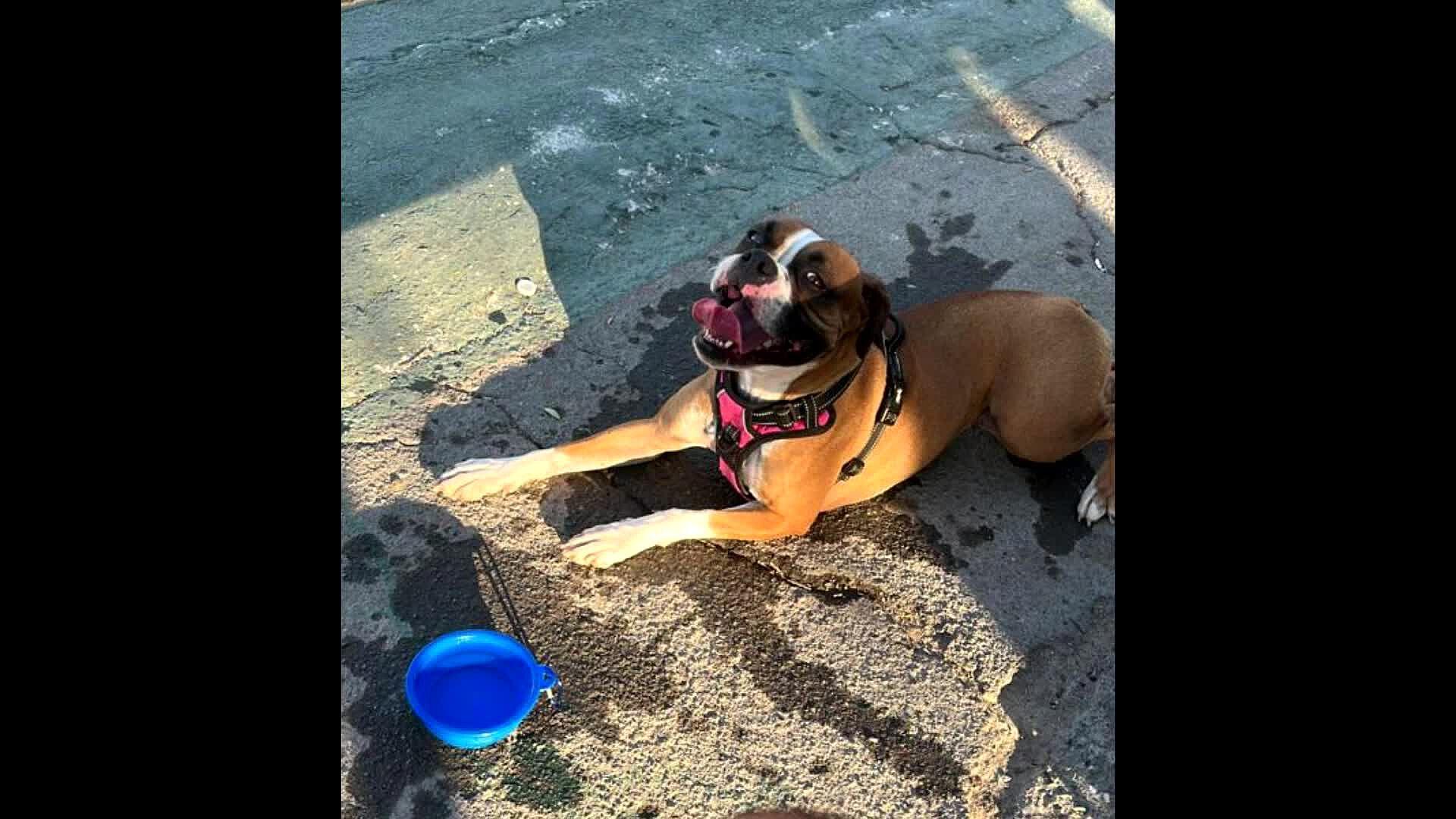 Continúan Buscando a "Bonita" Perrita Boxer Extraviada en El Obispado | N+