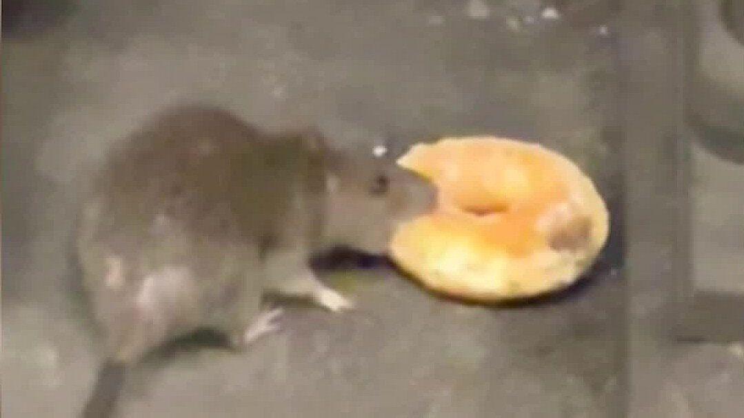 Rata Comparte Dona con Compañera en Vías del Metro de Nueva York | N+