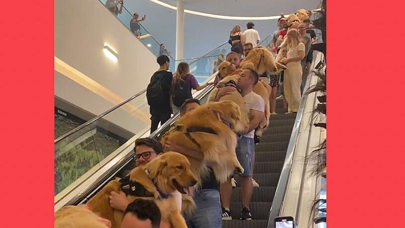 VIDEO: Desfilan Más de 15 Perros Golden Retriever | N+