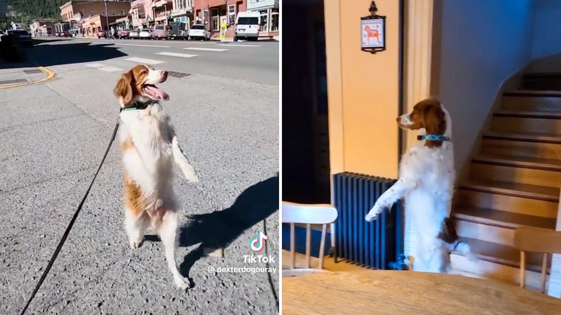 Perrito que Camina en Dos Patas Sorprende en Redes; Esta es su Historia ...
