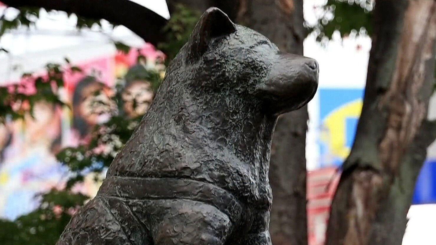 Hachiko, el Perro Más Fiel del Mundo, Cumple 100 Años | Lomitos | Perritos | Viral | N+