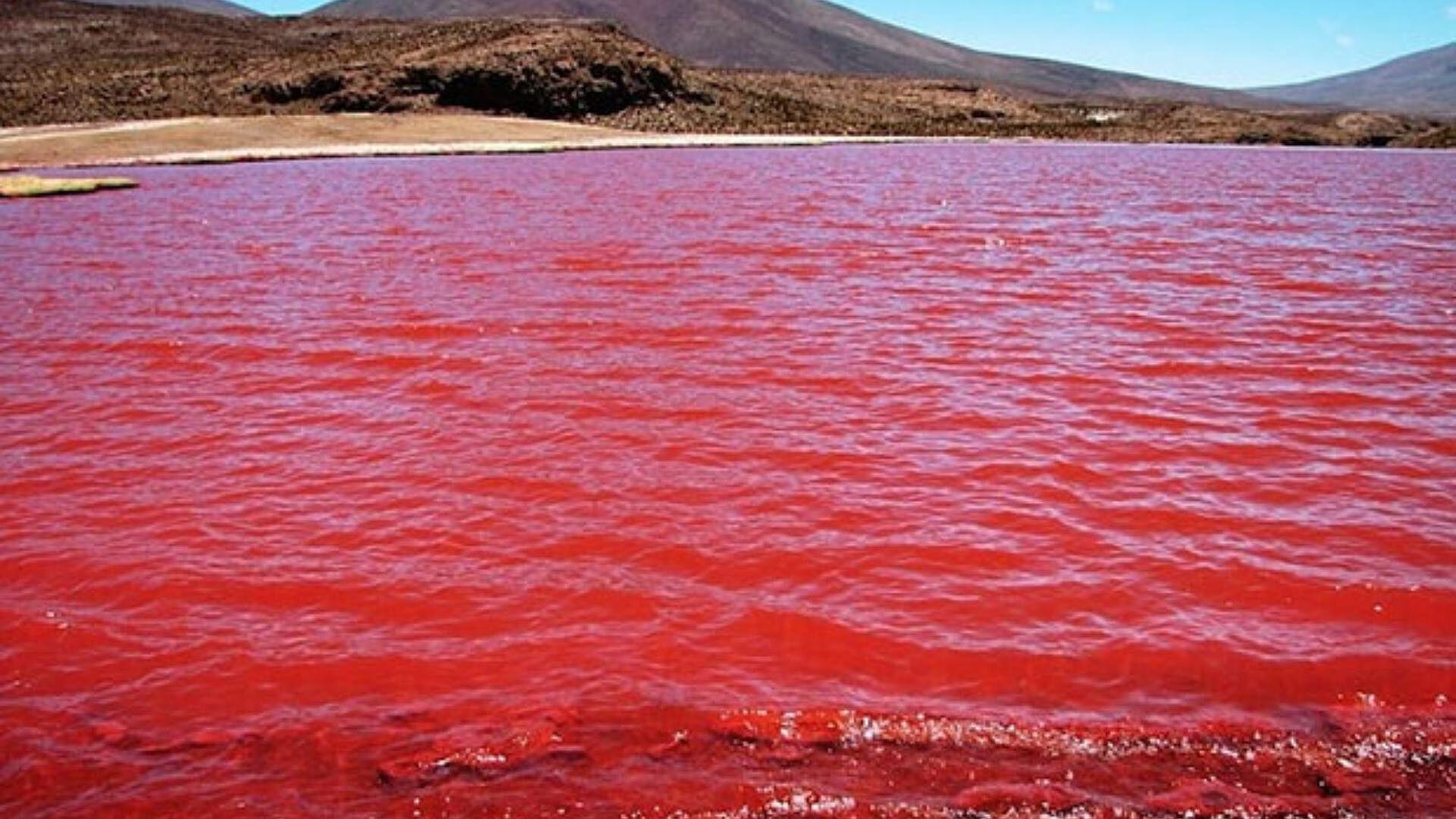 ¿Naturaleza o Apocalipsis? Se tiñe el Rio Nilo de Color Rojo | N+
