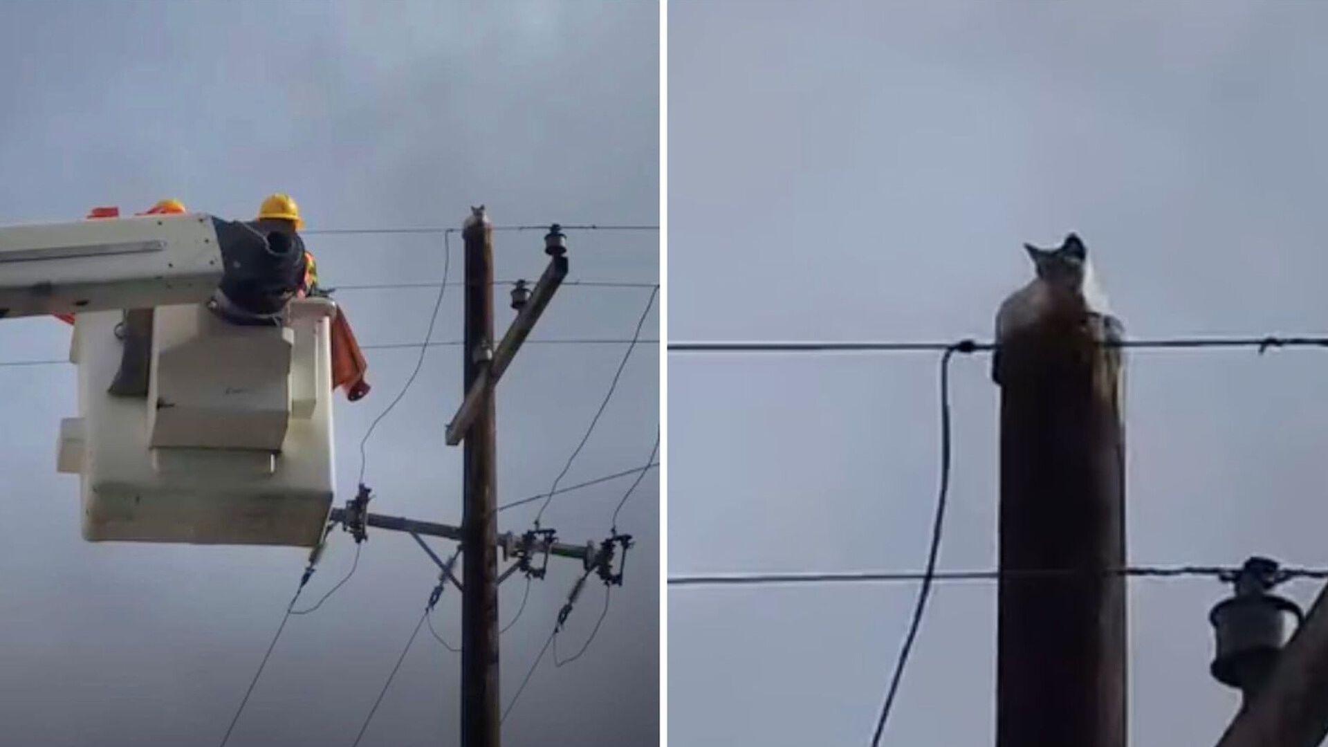 Tijuana: Elementos de la CFE Rescatan a Gato Atrapado en la Cima de un ...