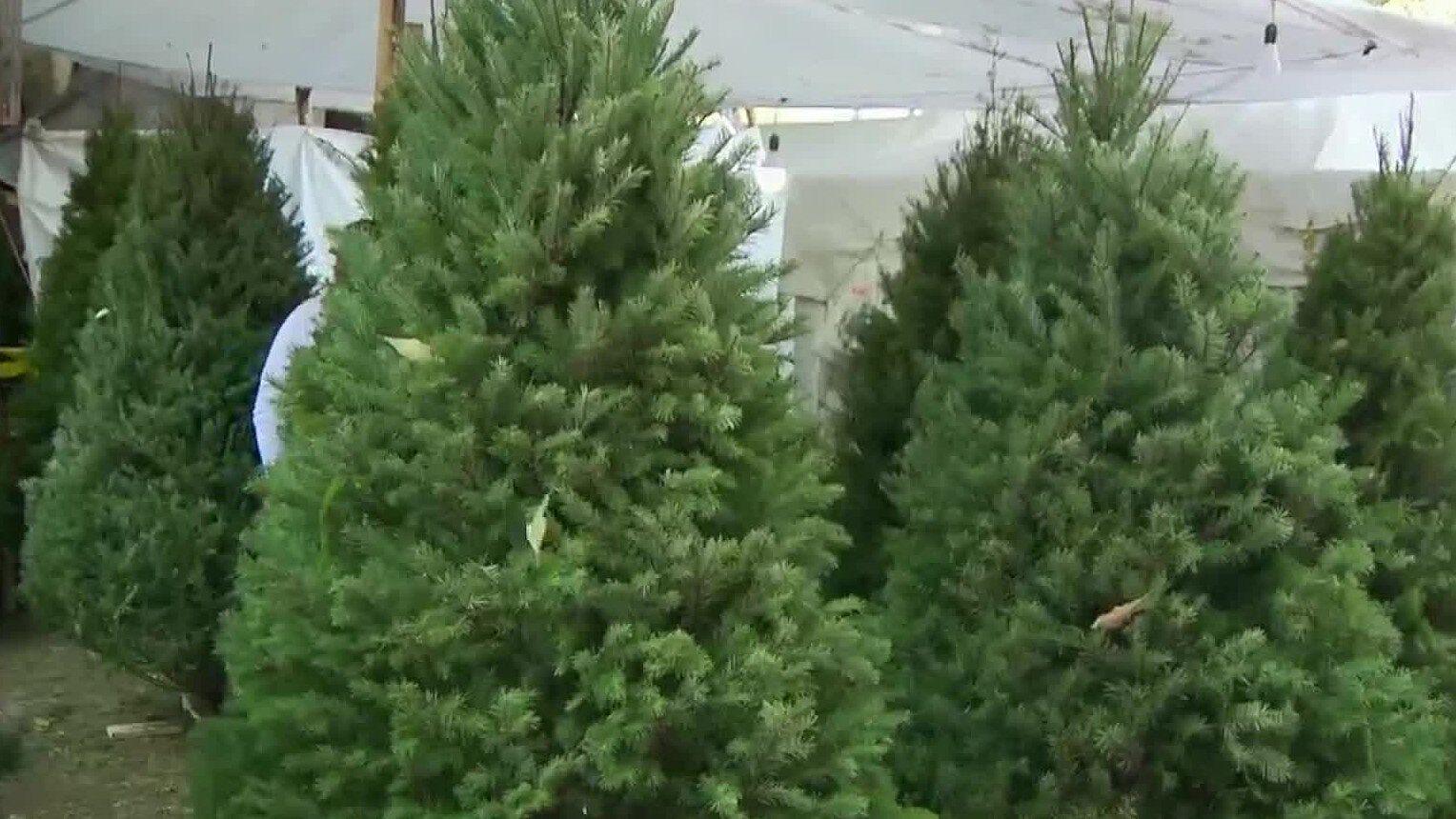 Pinos Naturales para Navidad: Precio y Dónde Conseguirlos | N+