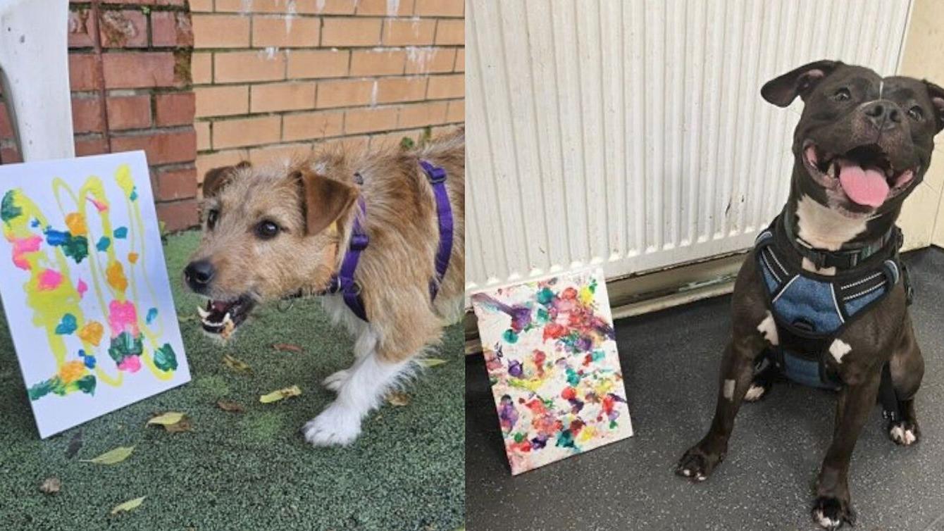 Perros Pintores Causan Sensación en Inglaterra con sus Obras de Arte | N+
